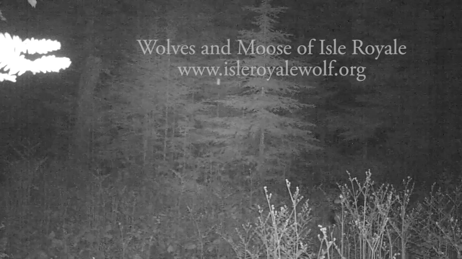 Two Remaining Wolves of Isle Royale-2016 on Vimeo