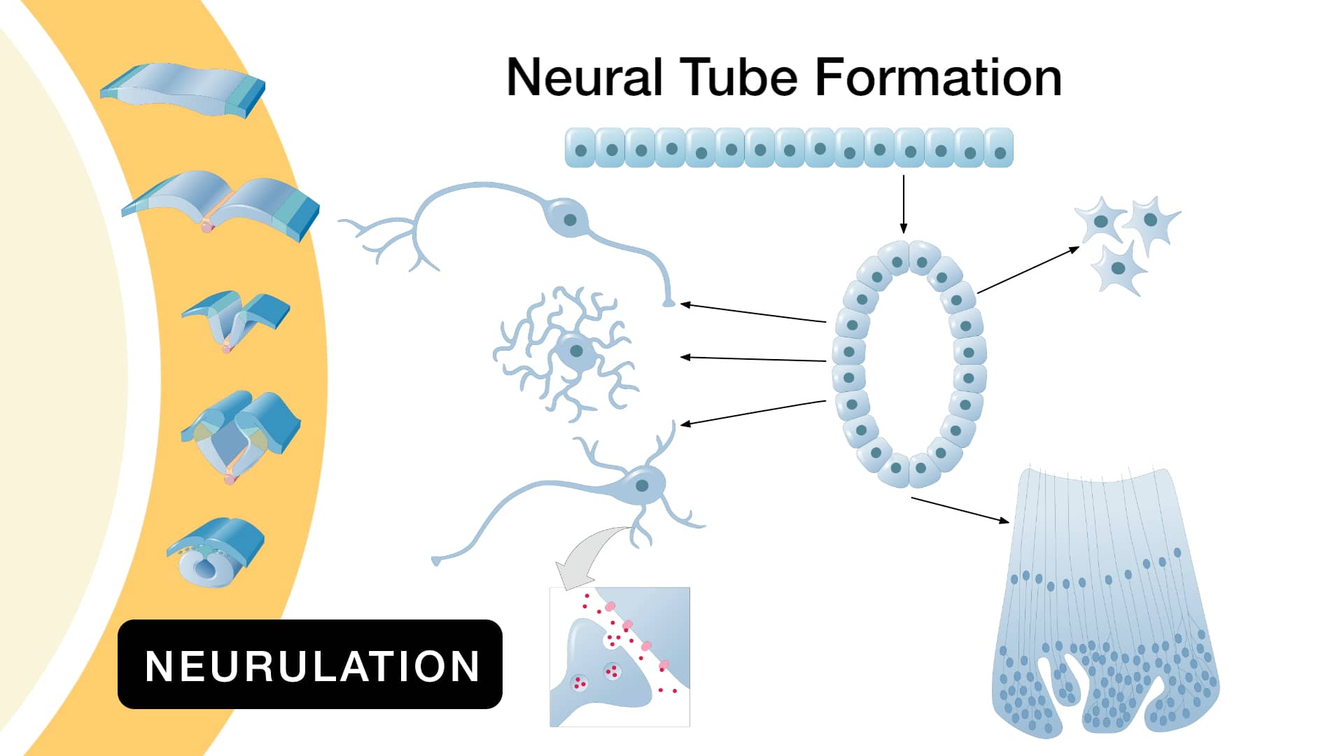 Neurulation on Vimeo