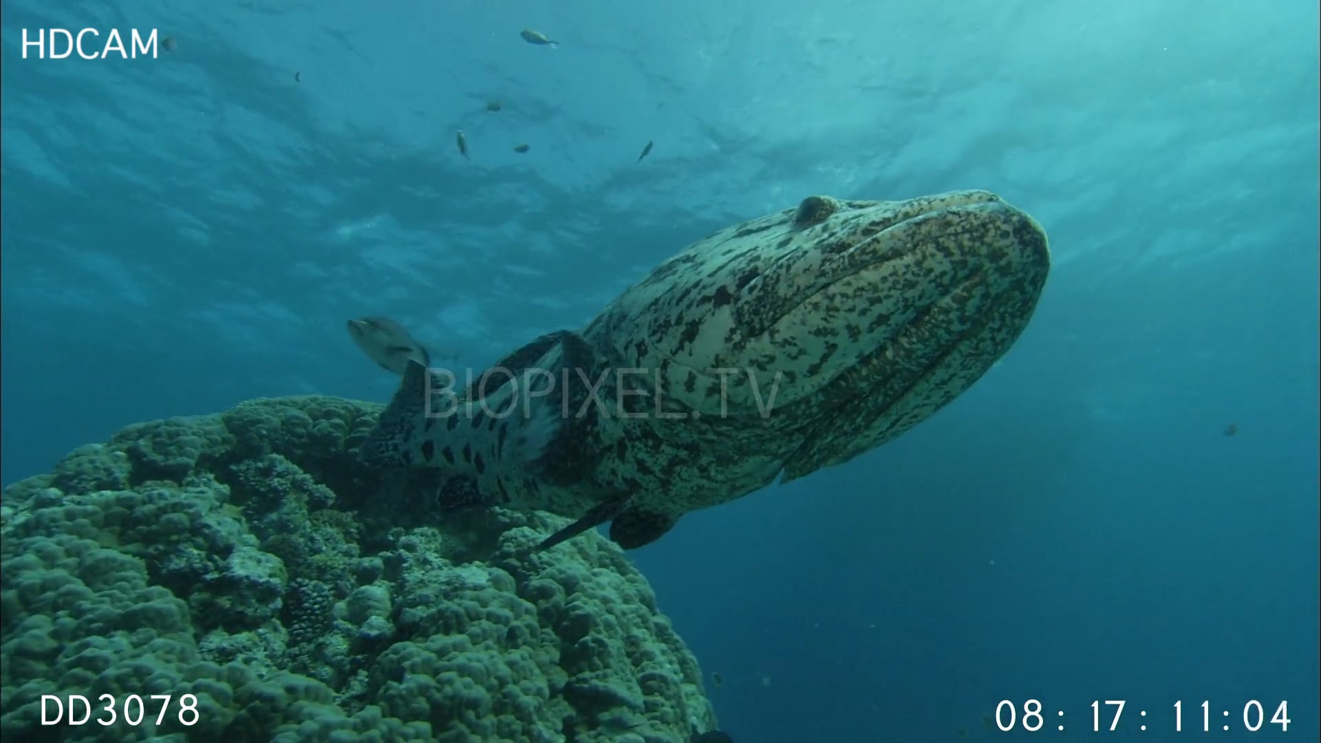 Fish Wrasse - Cleaner wrasse and Potato cod 4 on Vimeo