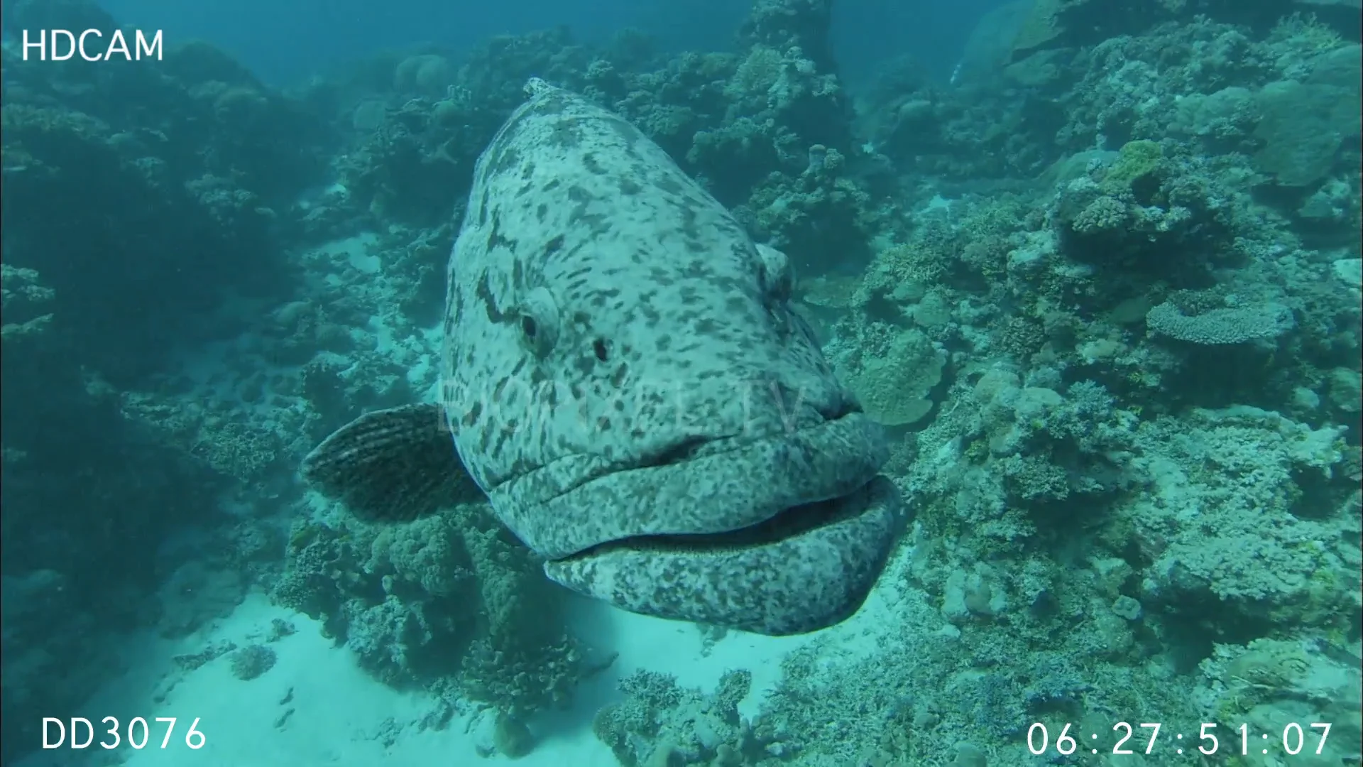 Symbiosis - Cleaner wrasse and Potato cod 3 on Vimeo