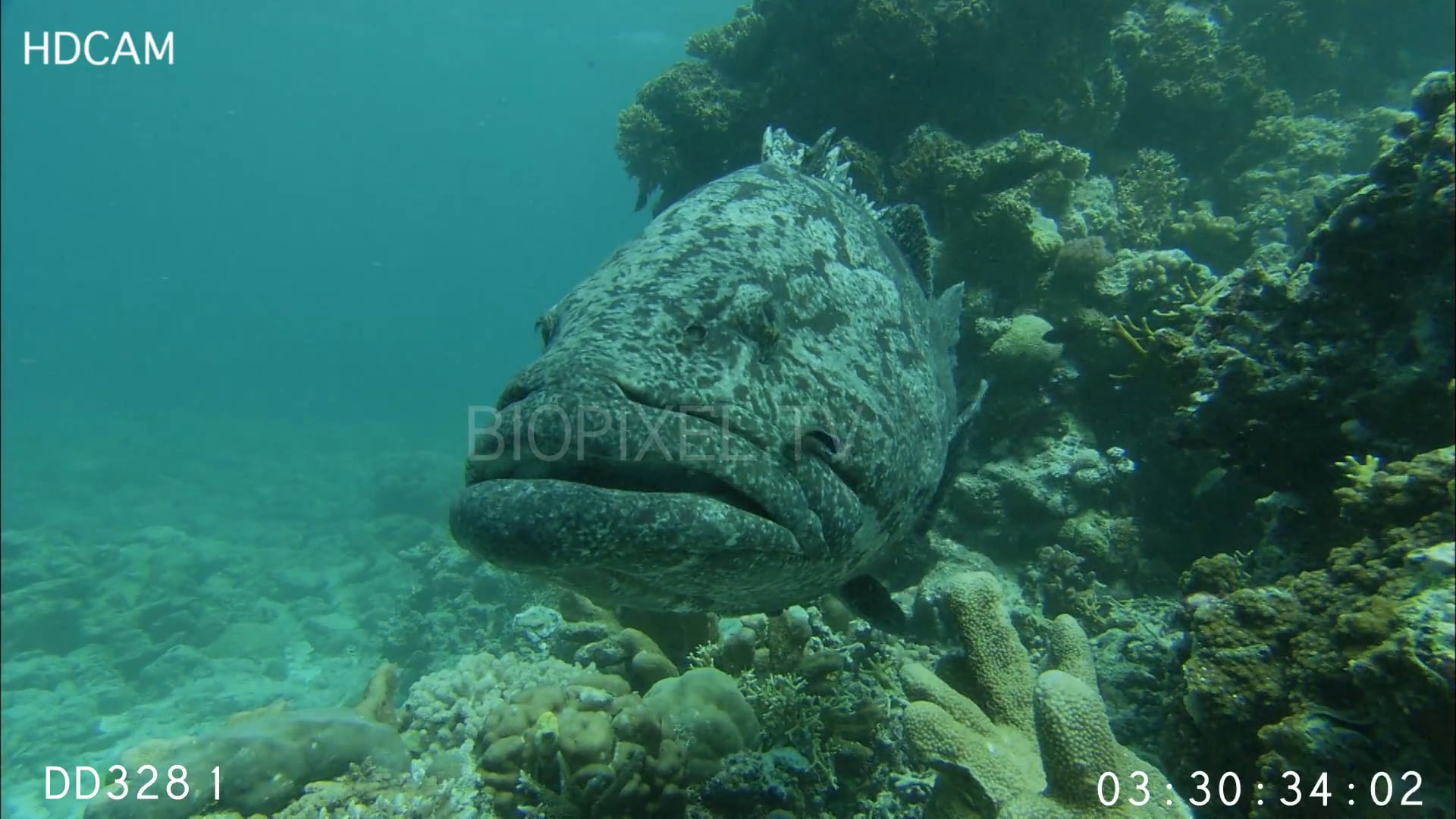 Fish Wrasse - Cleaner wrasse and Potato cod 2 on Vimeo