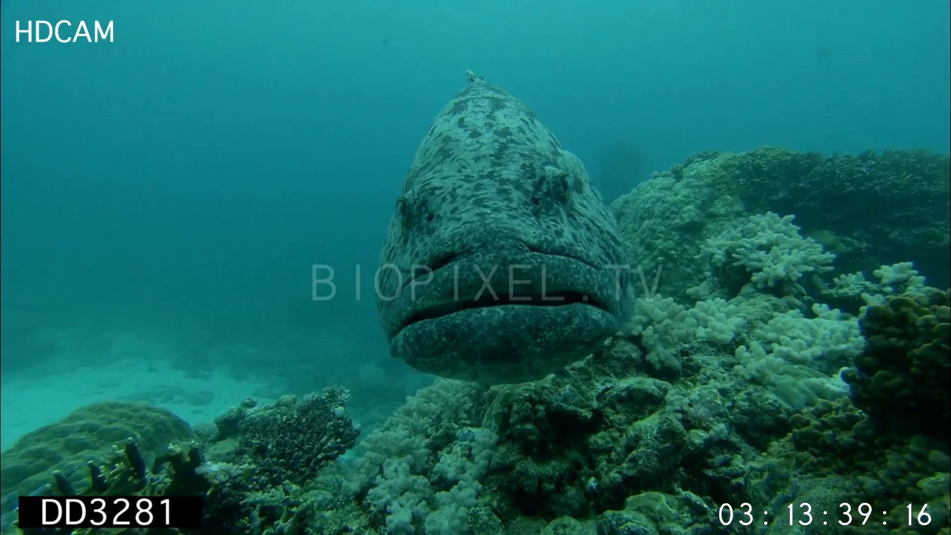 Fish - Cleaner wrasse and Potato cod 1 on Vimeo