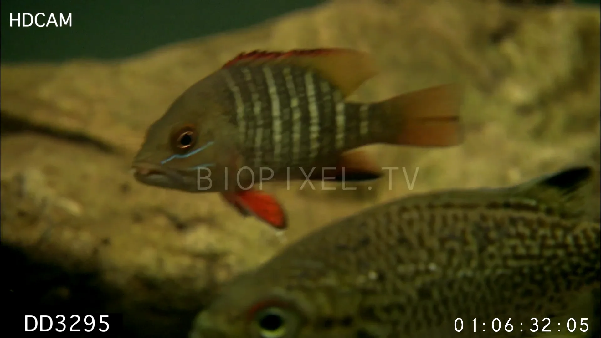Fish Freshwater - Juvenile mangrove jacks in freshwater on Vimeo
