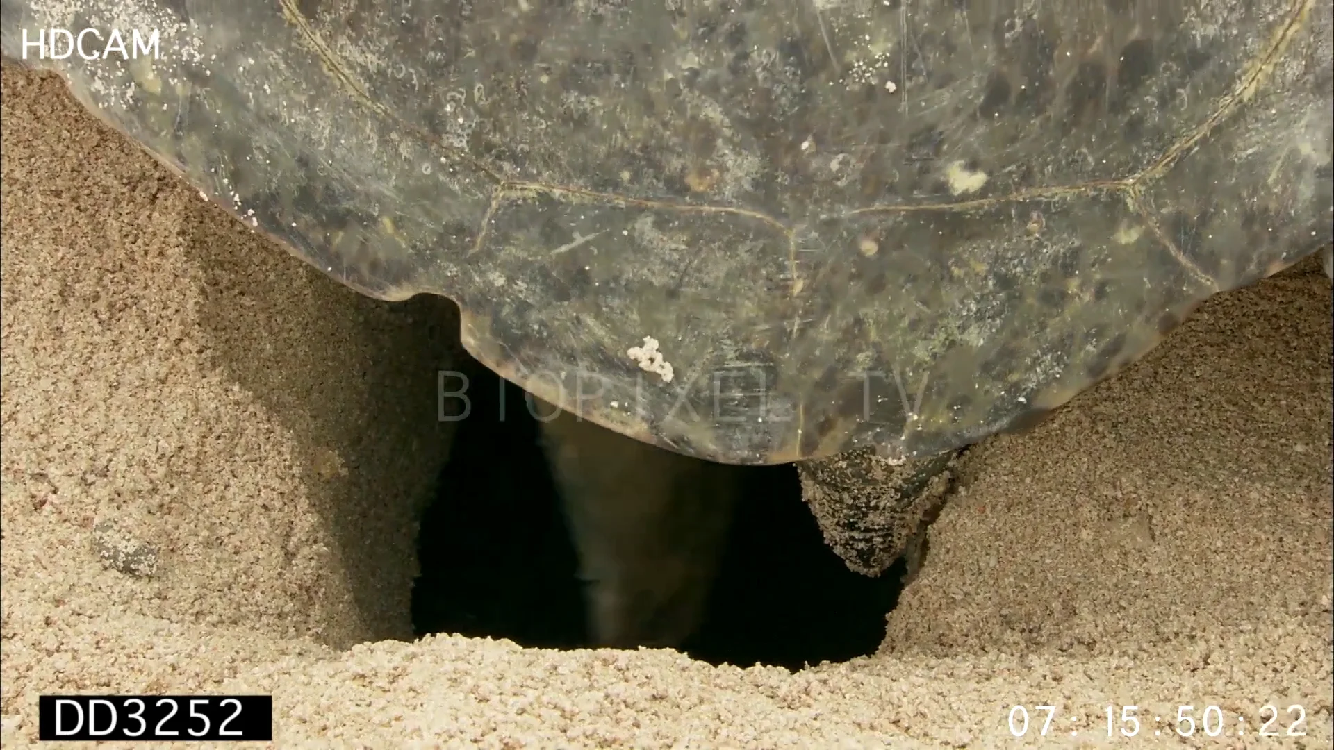 Reproduction Turtles - Green sea turtle laying eggs at dawn on Vimeo