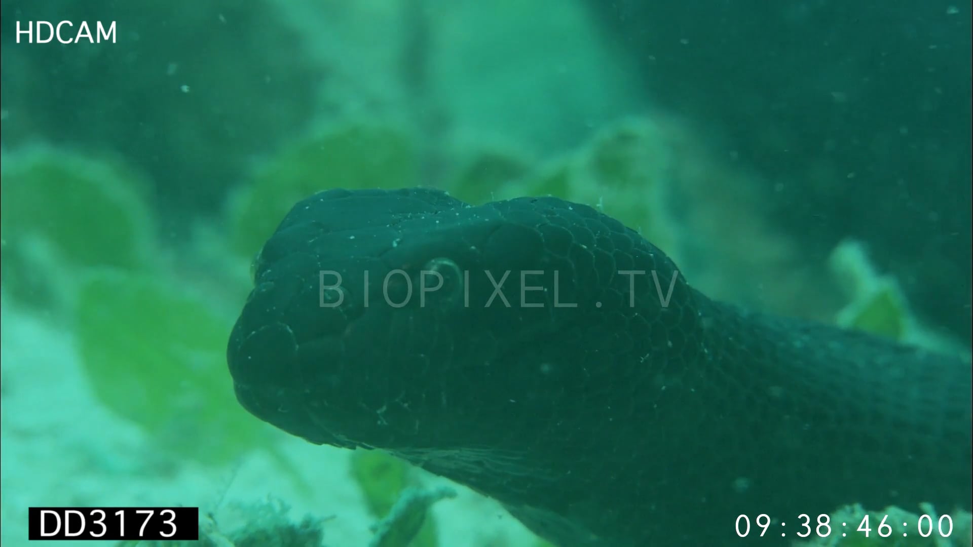 Stokes sea snake on Vimeo