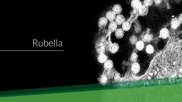 Transmission Rubella Virus
