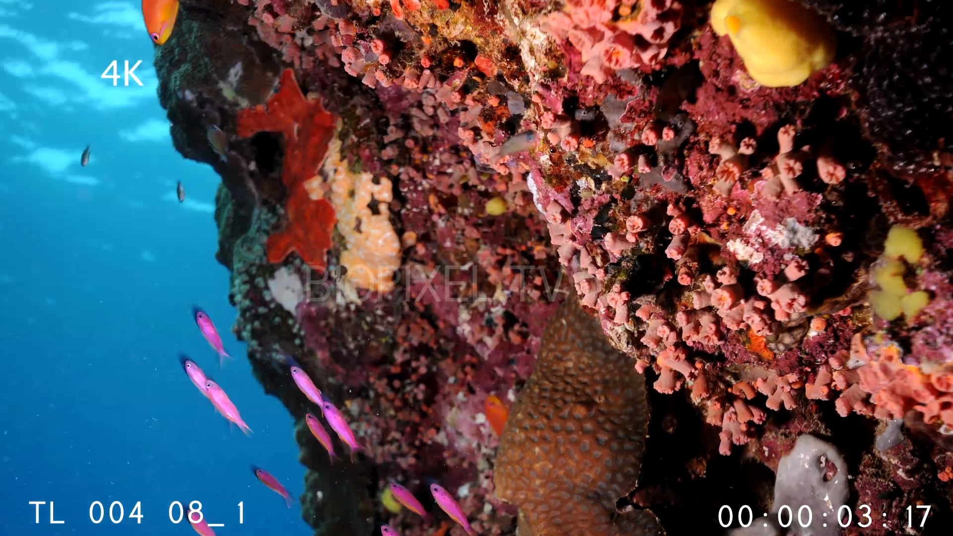 Coral Reefs - Hard coral tubastrea polyps at night time lapse 4K on Vimeo