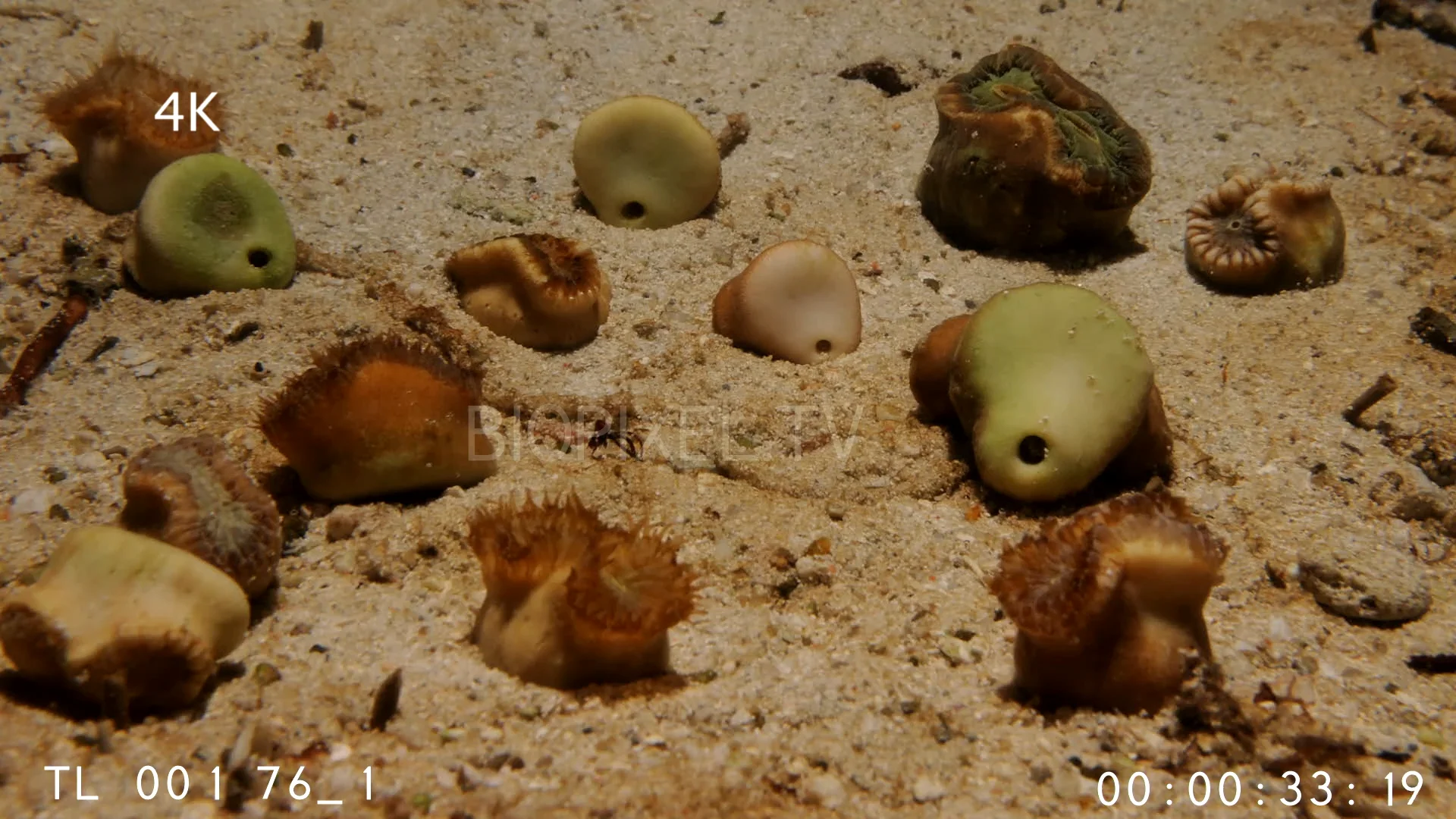 Worms - Popcorn coral and symbiotic worm time lapse 4K on Vimeo