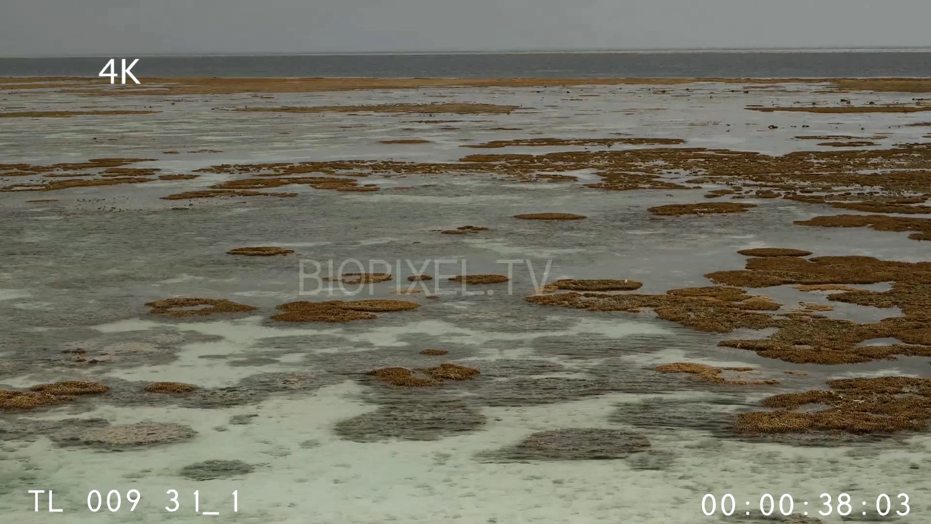 Tides - Tide on coral reef time lapse 4K on Vimeo