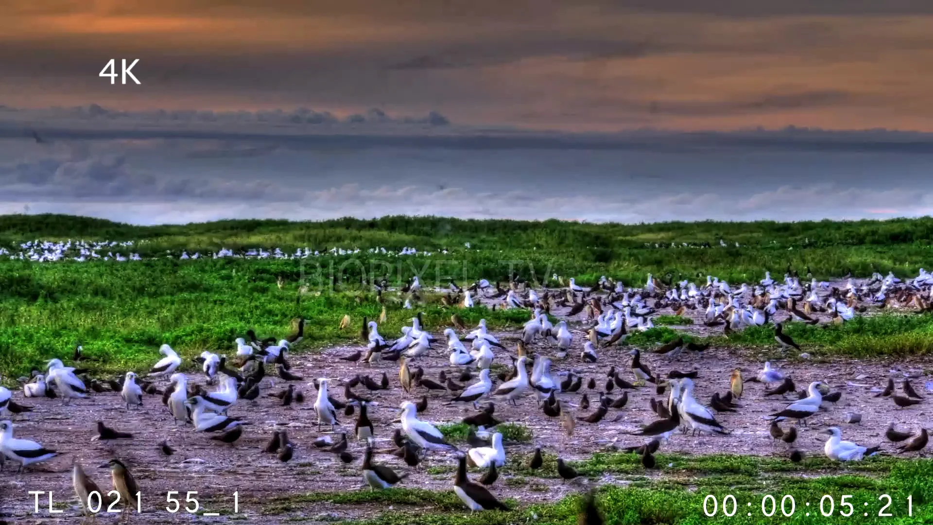 4K Bird Mating - Bird time lapse 4K on Vimeo