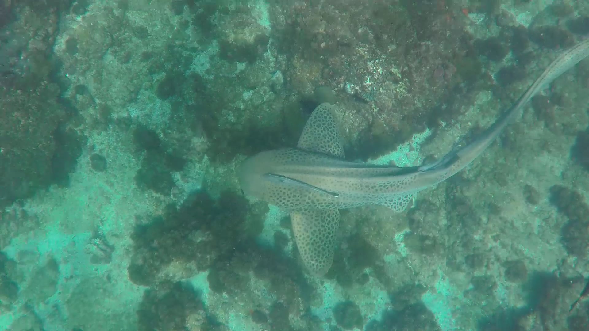 Leapord Shark Gliding By on Vimeo