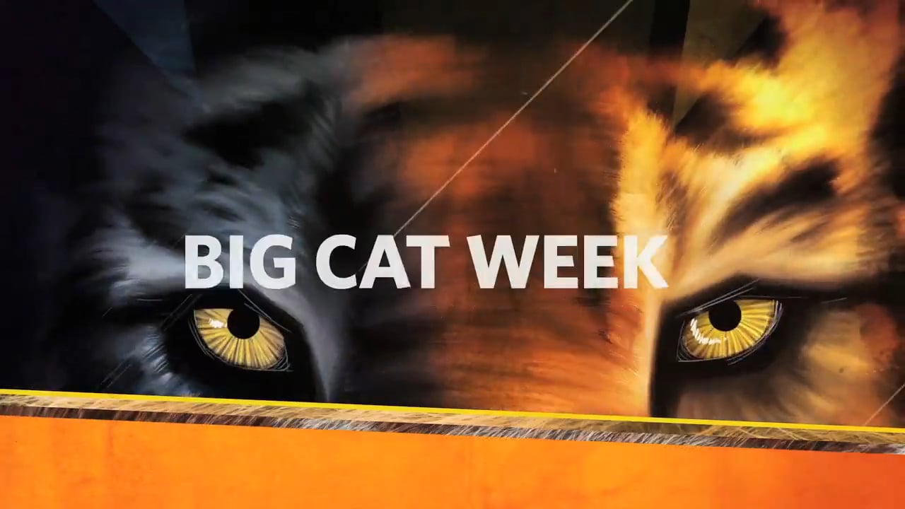 Nat Geo Wild: "Big Cat Week: Bigger is Better" on Vimeo