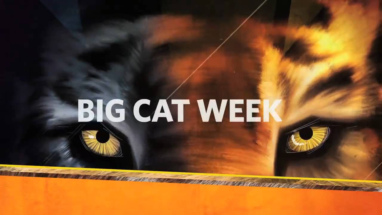 Nat Geo Wild: "Big Cat Week: Bigger is Better" on Vimeo