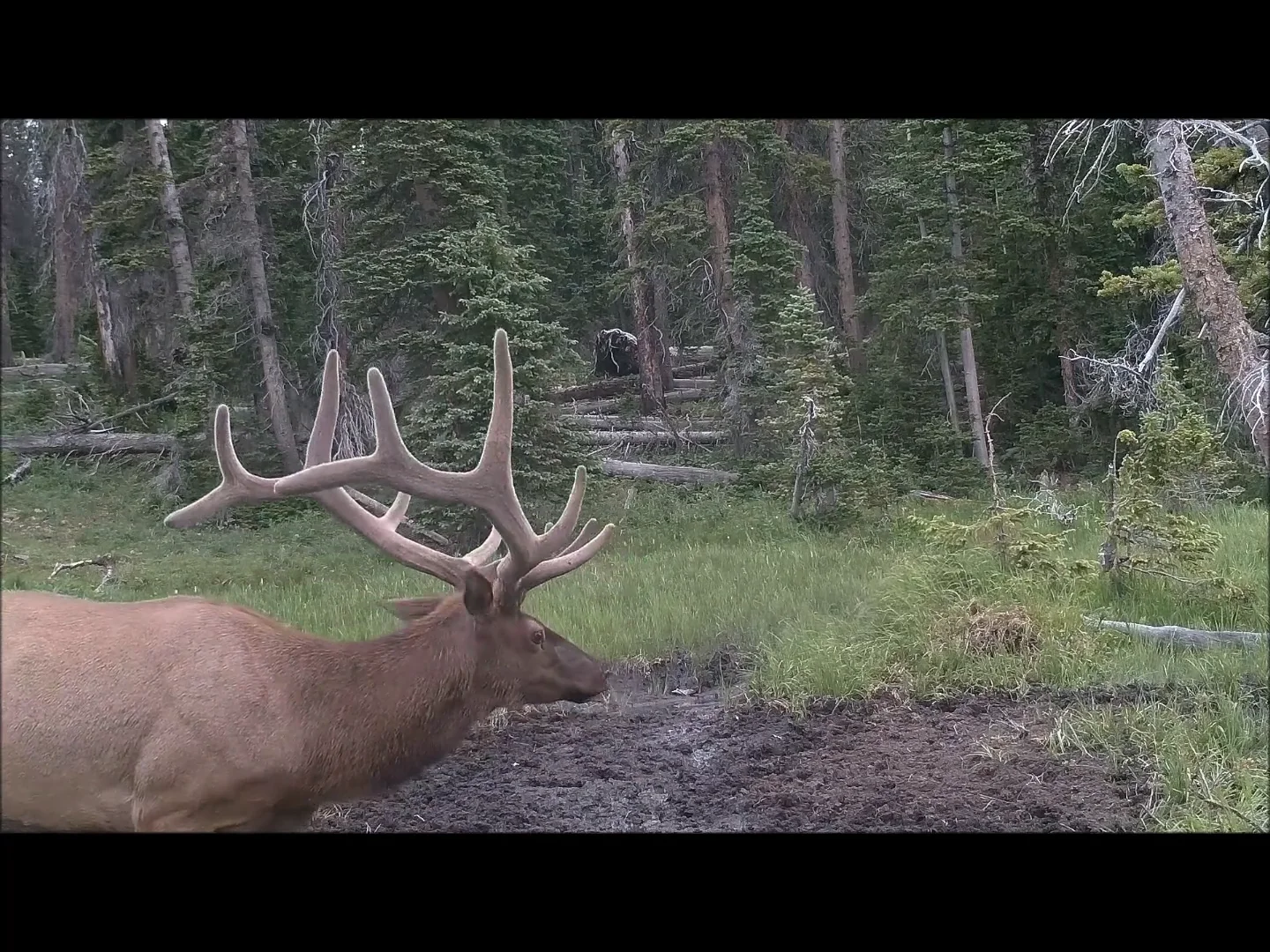 Young Six Point Bull Elk on Vimeo