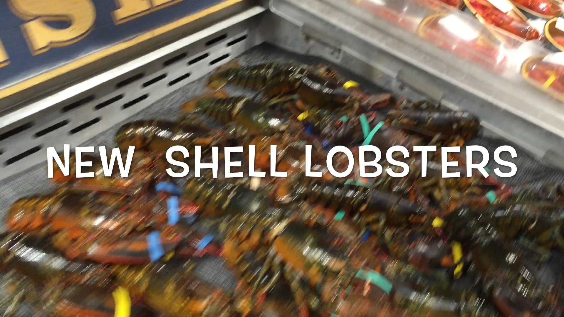 New Shell Lobsters on Vimeo