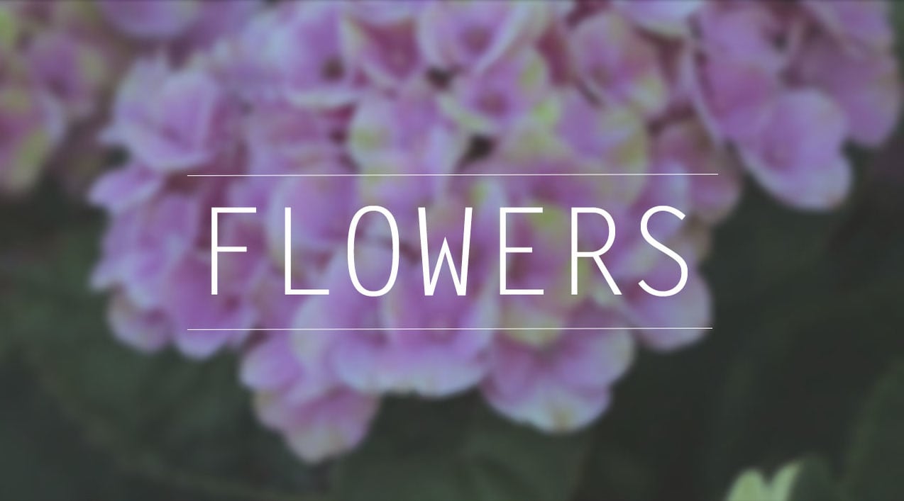 FLOWERS on Vimeo