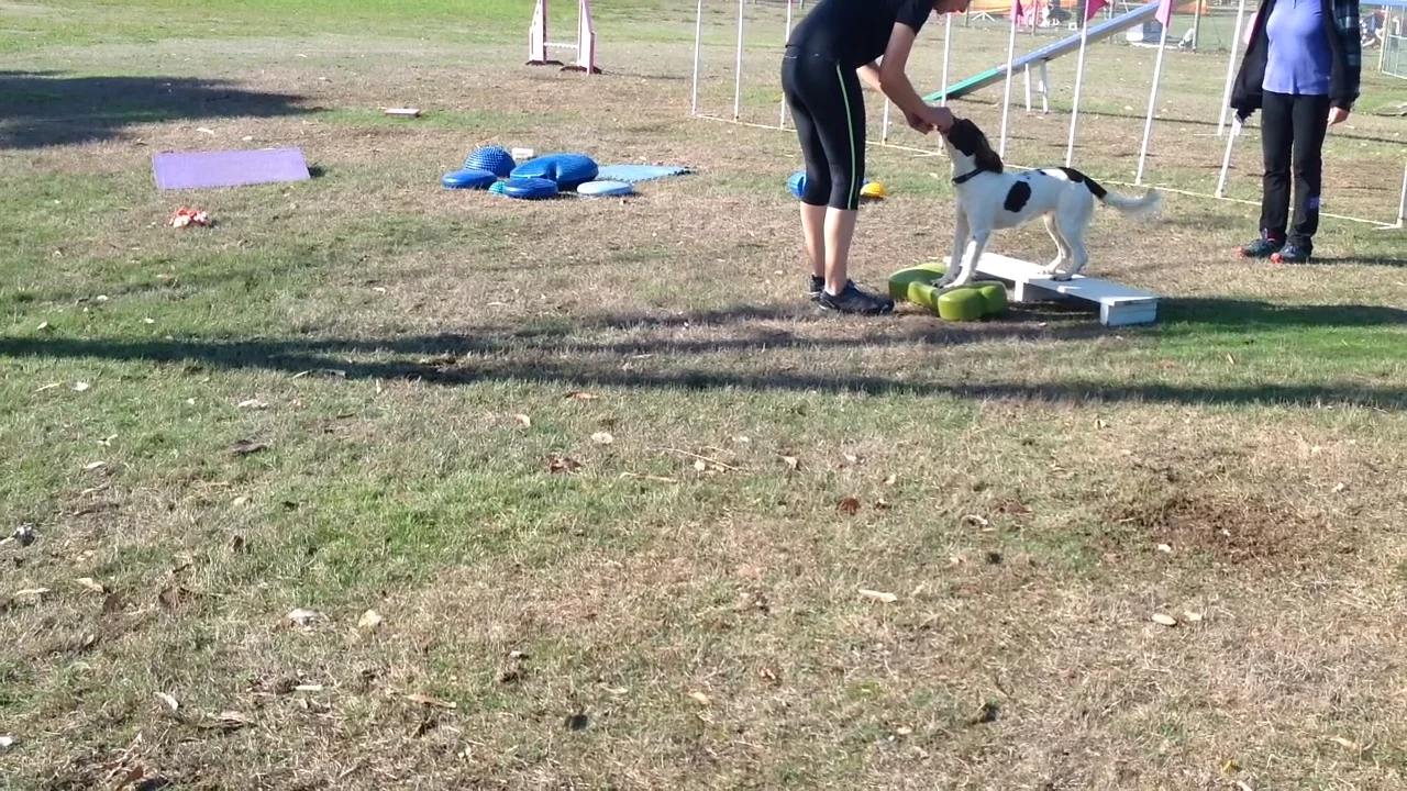 Awesome Paws Workshop on Vimeo