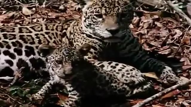 Giant Anaconda vs Jaguar - Python vs Tiger - Python vs Leopard on Vimeo