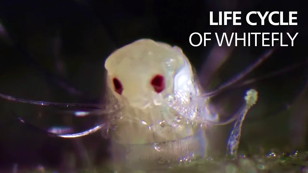 Whitefly and control - The life cycle of whitefly on Vimeo