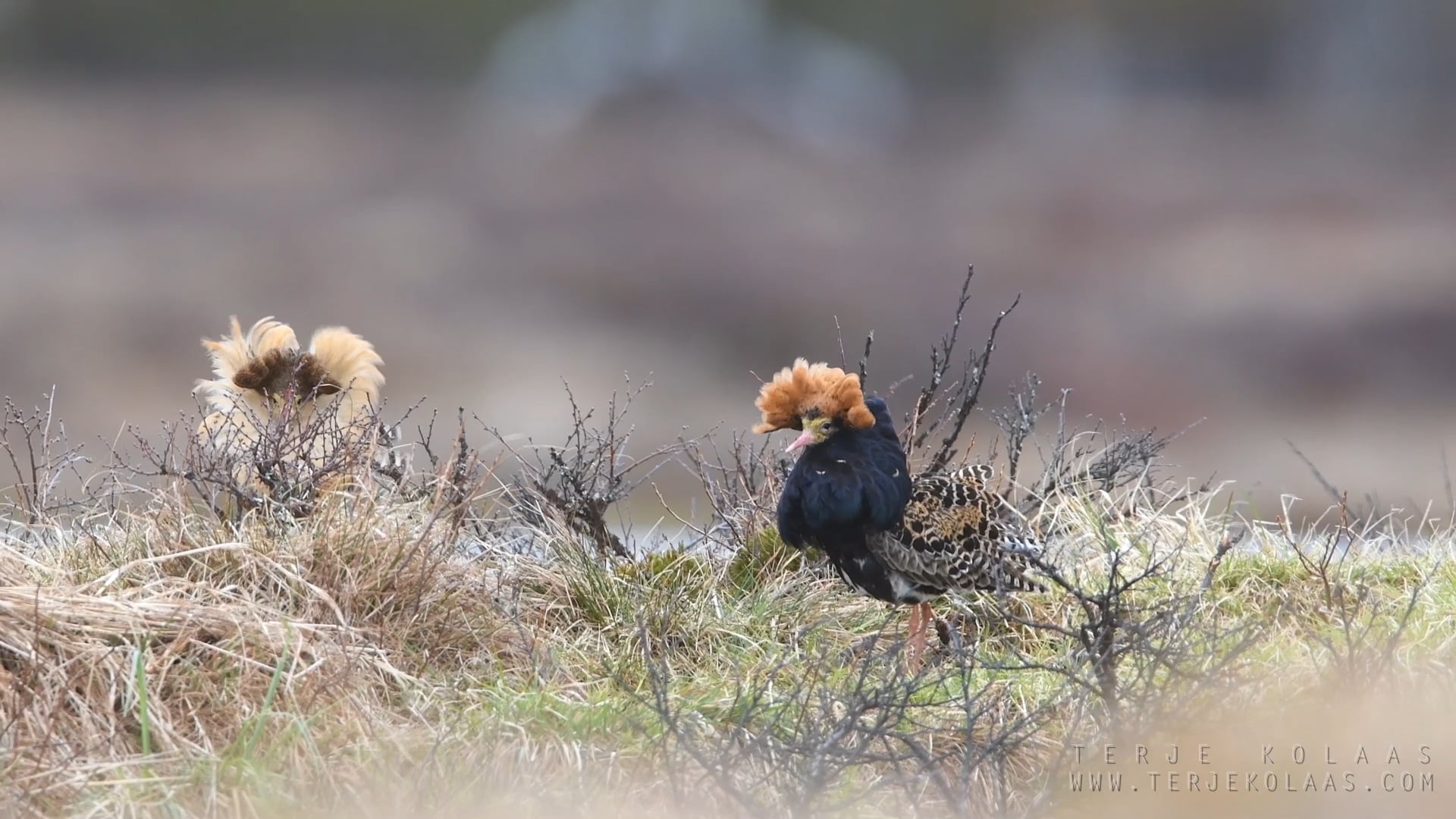 brushane / ruff lekking on Vimeo