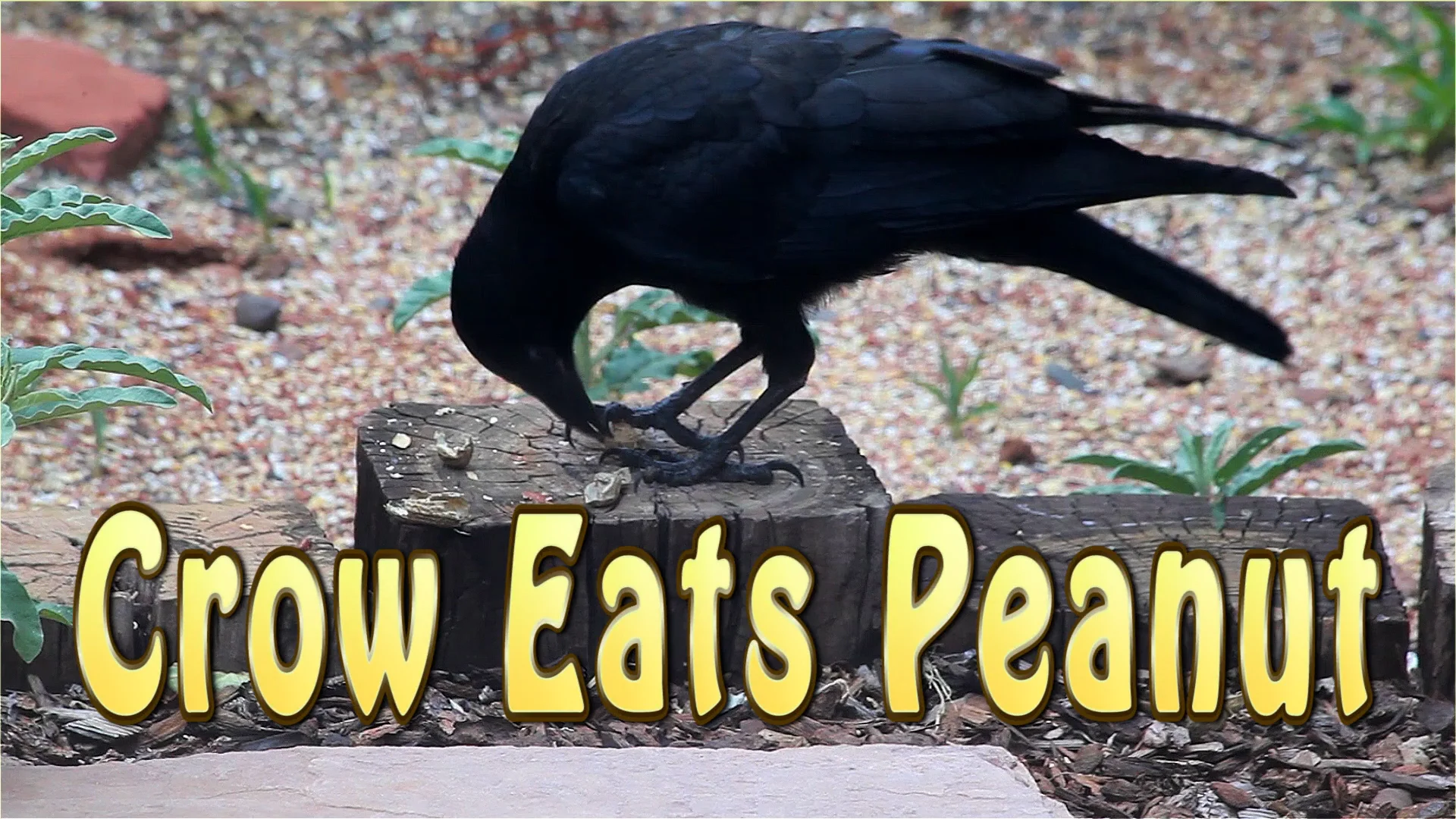 Crow Eats Peanut on Vimeo