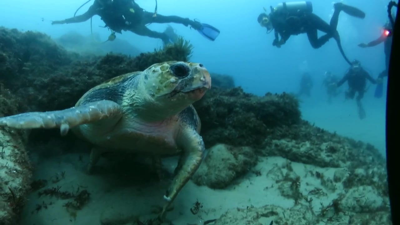 Students diving 1 on Vimeo