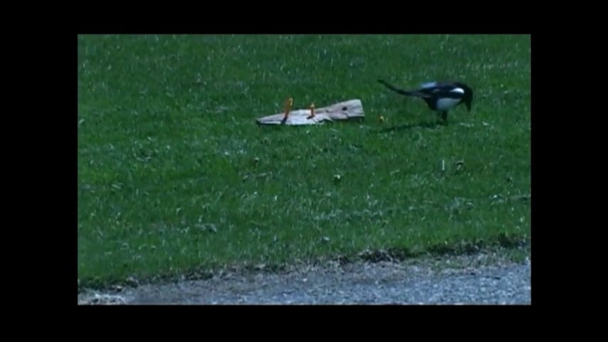 Magpie explores a Cheeto puzzle on Vimeo