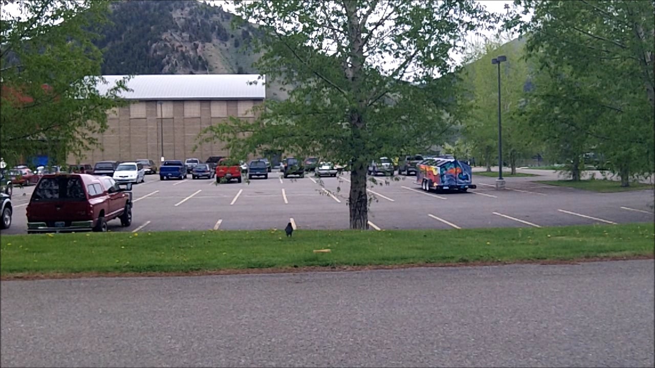 American crow pokes a suspicious Cheeto puzzle experiment in Jackson ...