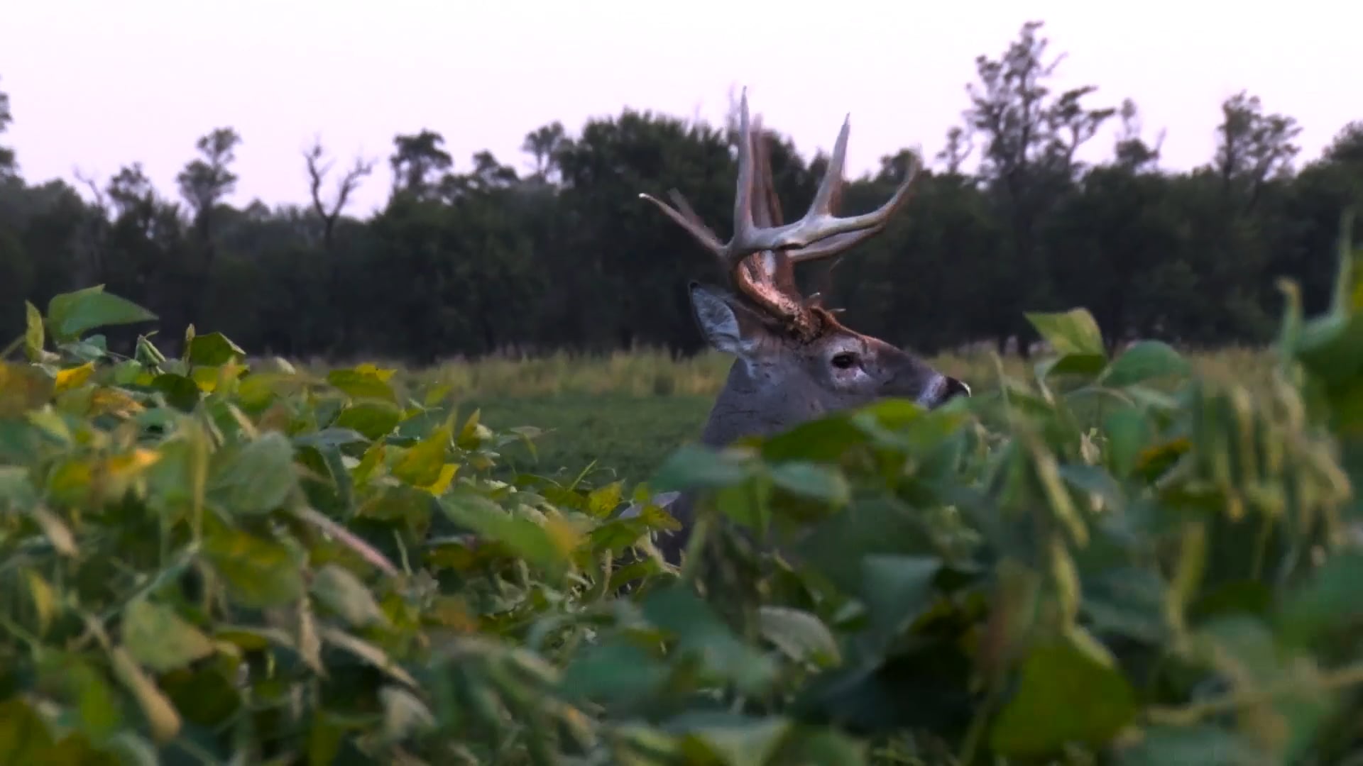 Busted - Rough Cut on Vimeo