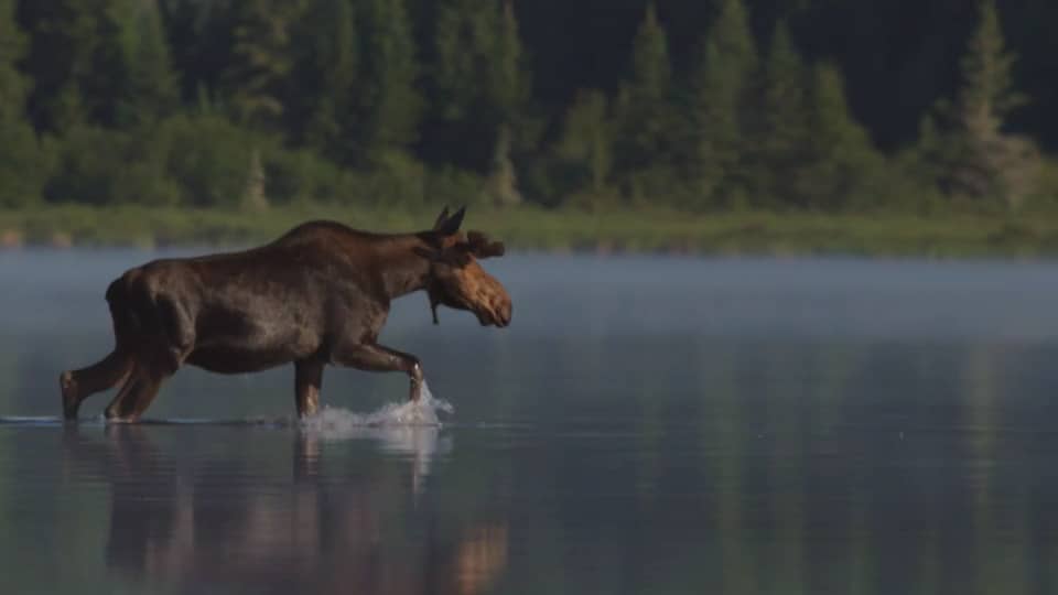 Maine Moose Reel 2016 on Vimeo