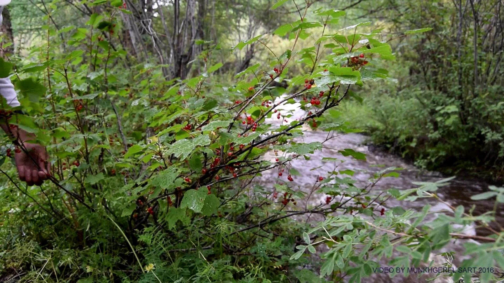 Уулын зэрлэг жимс Wild Fruit In Mongolia On Vimeo