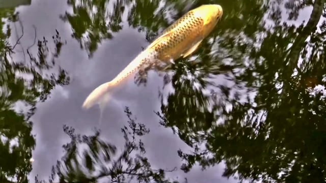 Fish, Reflection, Water. Free Stock Video - Pixabay