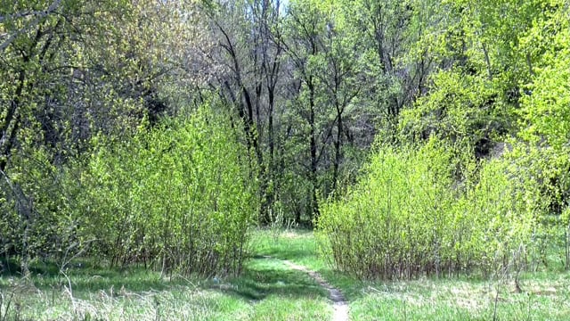 Le Printemps Forêt Dans La Foret - Free video on Pixabay - Pixabay