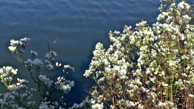 100+ Free Spring Water & Spring Videos, HD & 4K Clips - Pixabay