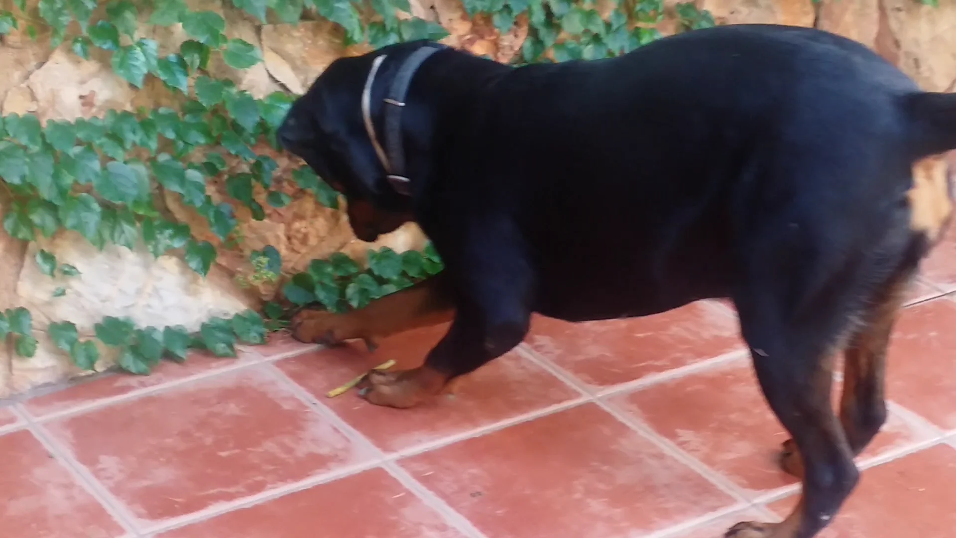 my friend ruby on Vimeo