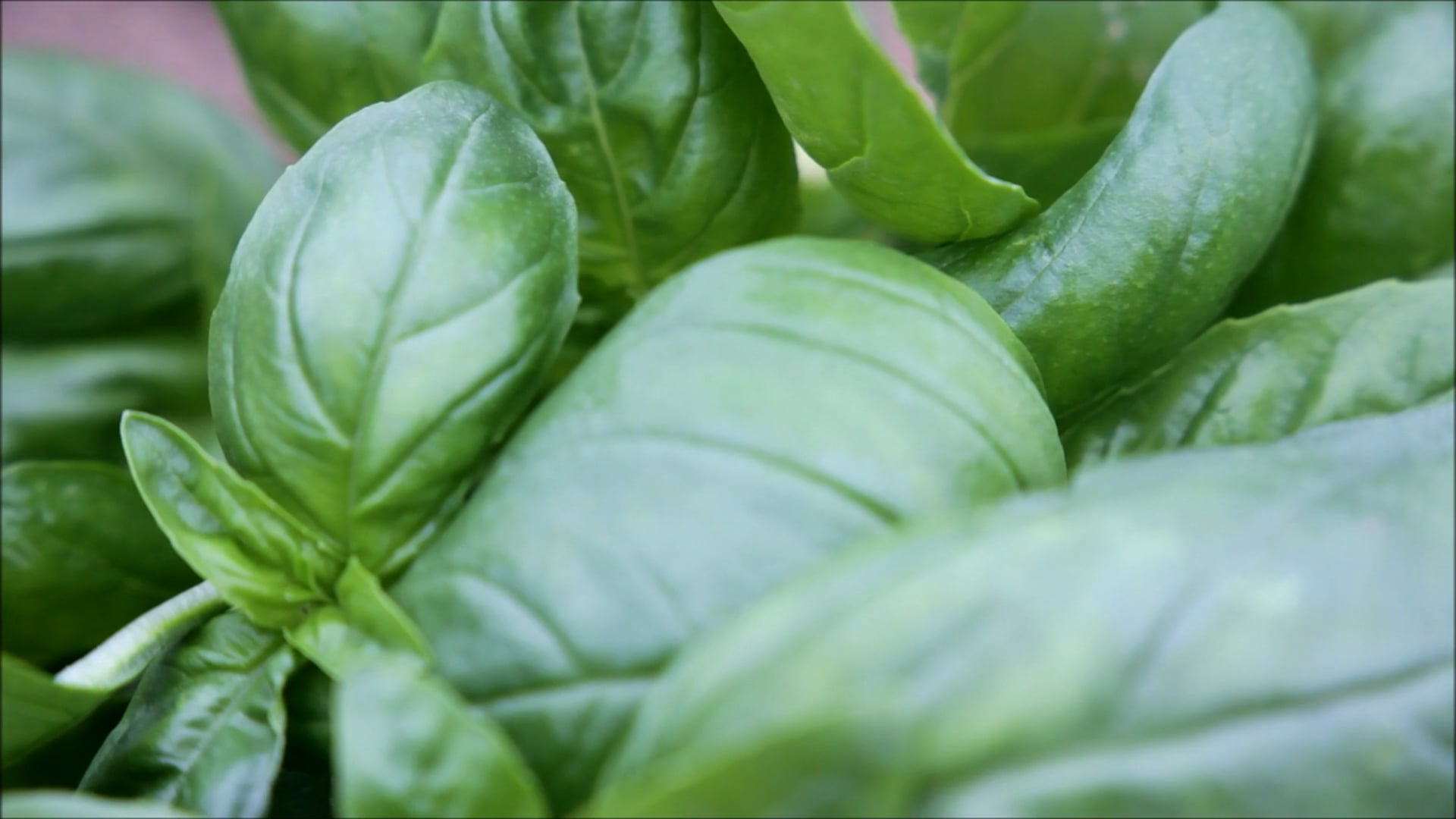 50 nuances de vert on Vimeo