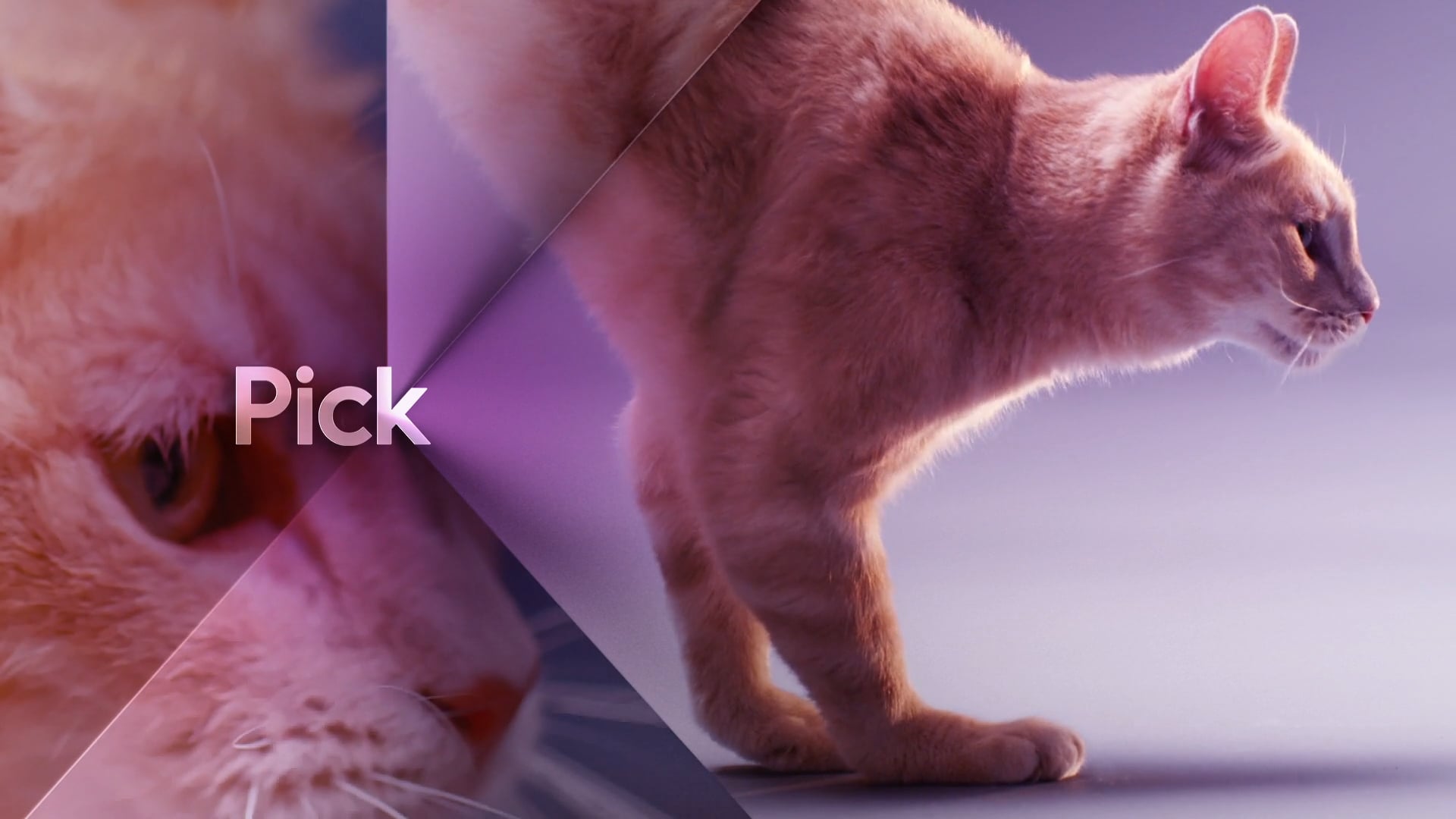MMMultiply - Pick Channel Rebrand - Cat Ident