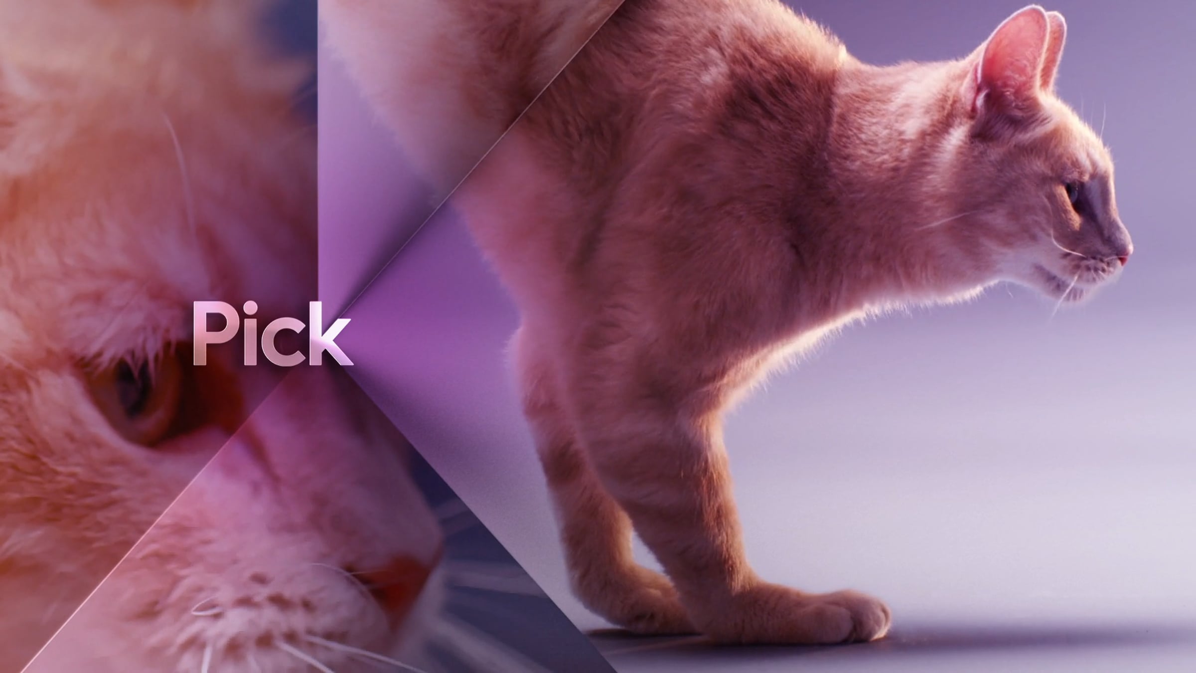 MMMultiply - Pick Channel Rebrand - Cat Ident