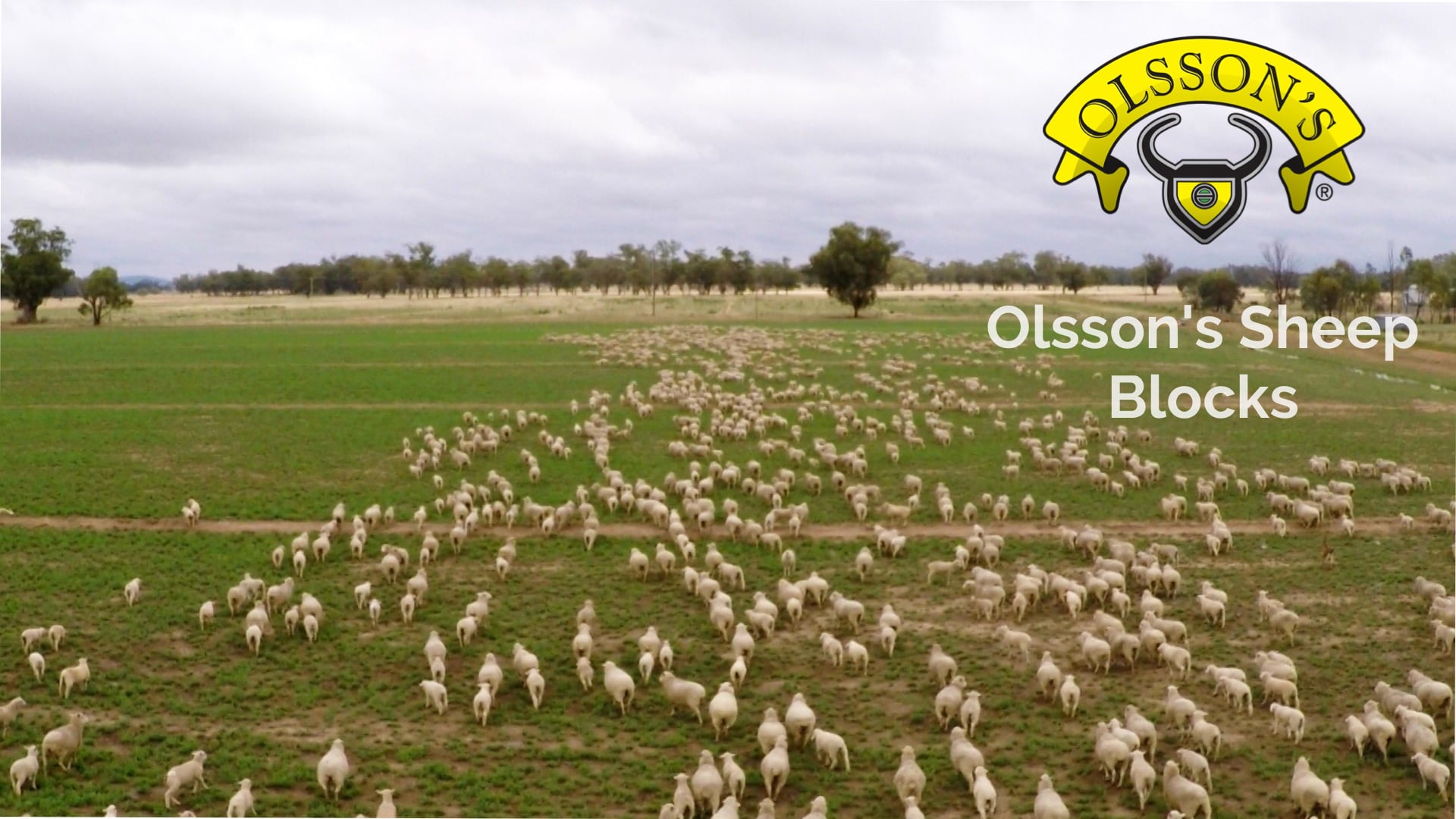Olsson's Sheep Blocks on Vimeo