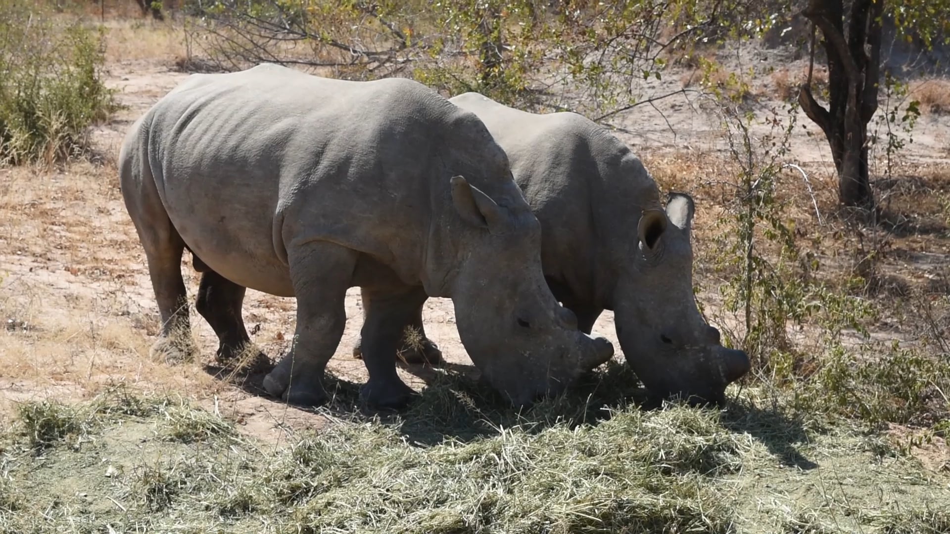 Rhino Notching_1080 on Vimeo