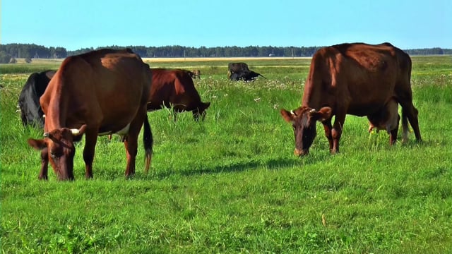 Cows Videos: Download 274+ Free 4K & HD Stock Footage Clips - Pixabay