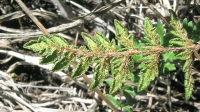 Fern adaptations — Science Learning Hub