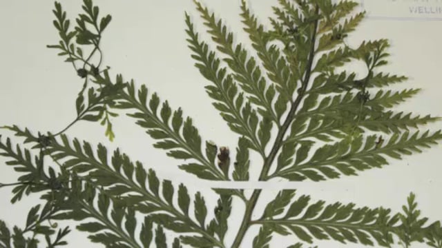 Fern hybrids — Science Learning Hub