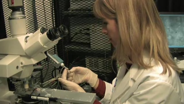 Planning a microscope experiment — Science Learning Hub