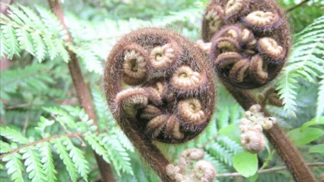 Why are ferns unique? — Science Learning Hub