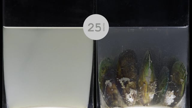 Mussels filtering water — Science Learning Hub