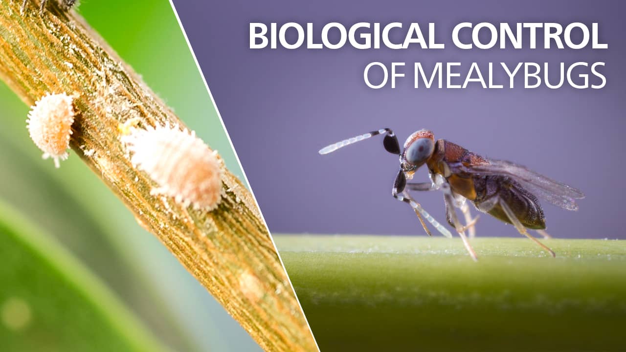 Life cycle of mealybugs on Vimeo