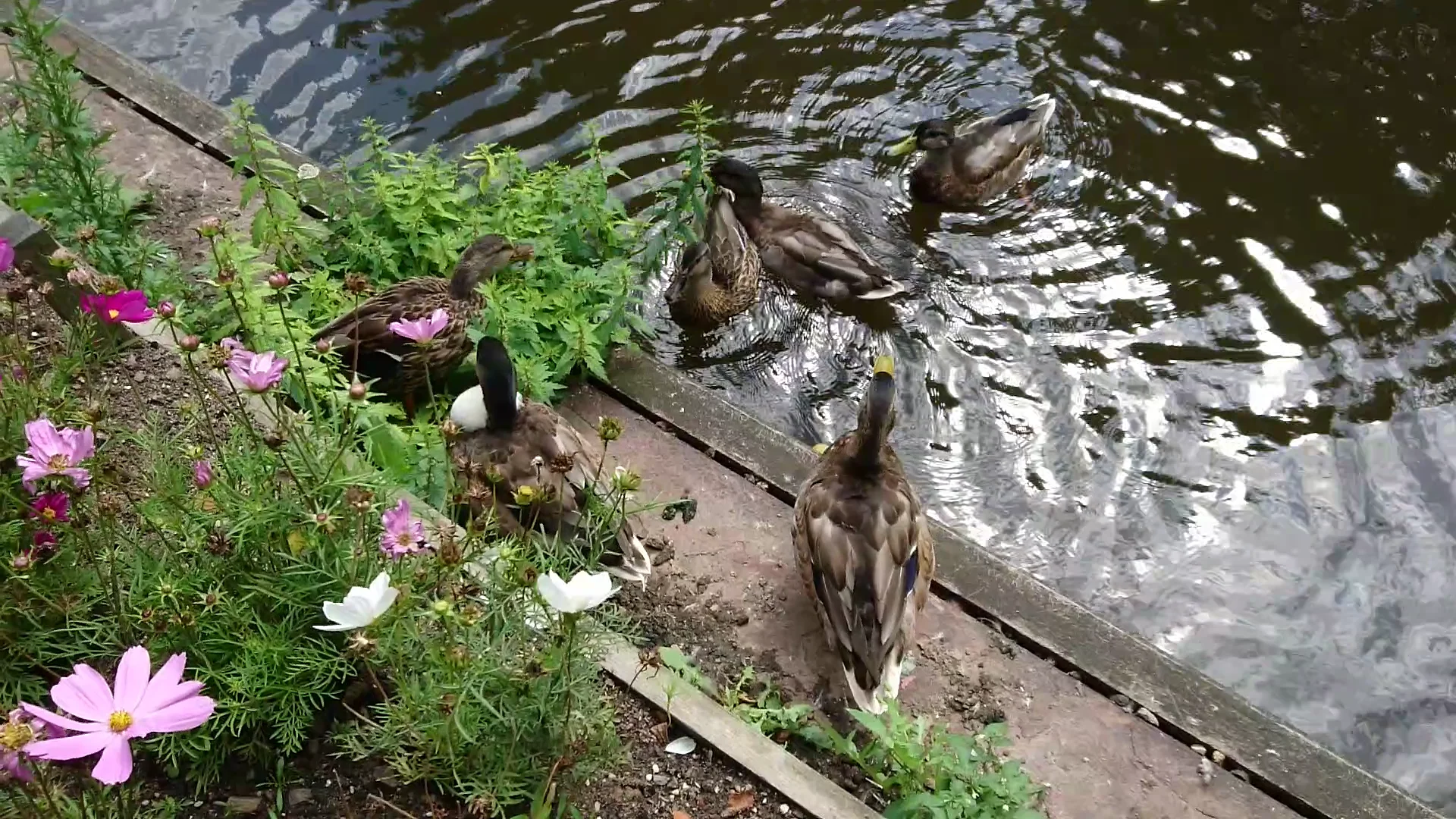 Ducks talk on Vimeo