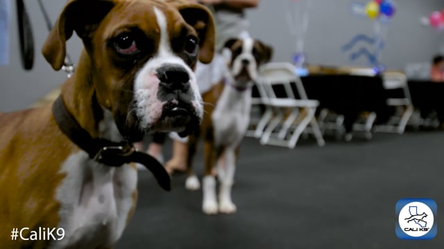 Cali K9® Dog Training Channel on Vimeo