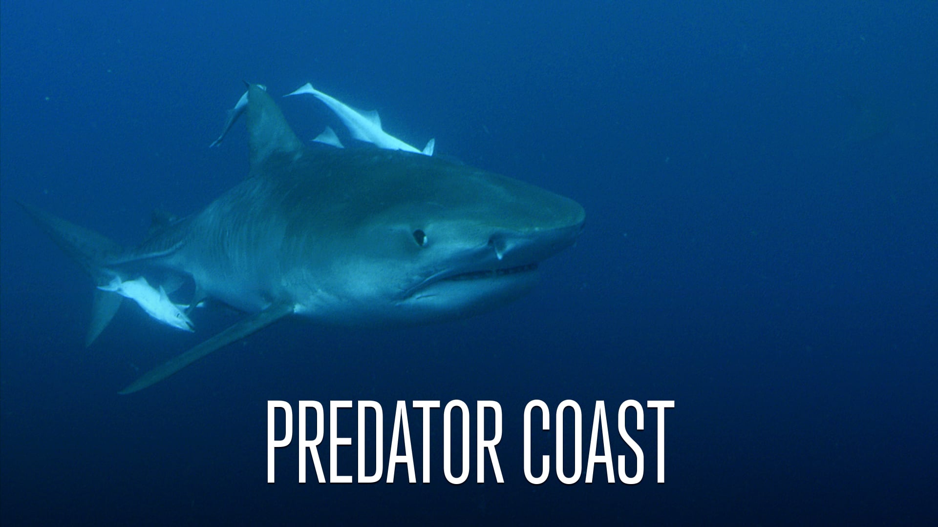 Watch Predator Coast Online | Vimeo On Demand on Vimeo